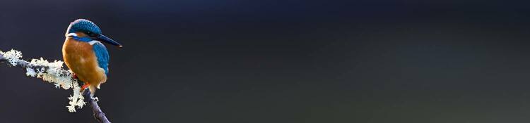 Jobs in the Conservation & Wildlife Sector