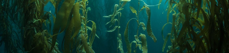 Ranger jobs in the UK